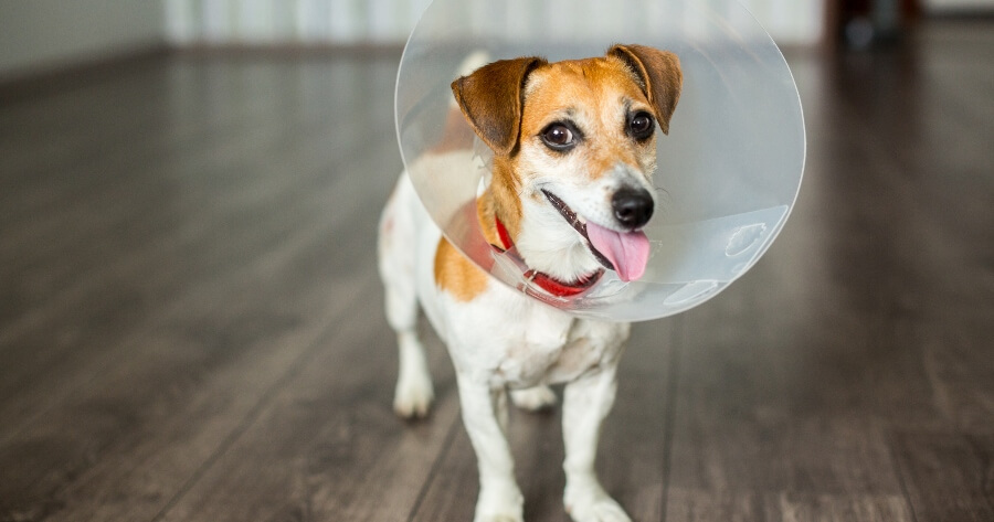 Qué es castrar a un perro: te explicamos en qué consiste este procedimiento