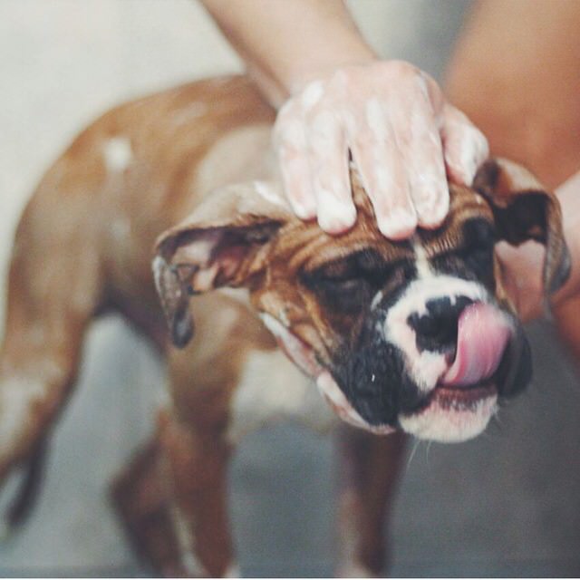 ¿Son los bóxer los peores perros del planeta?