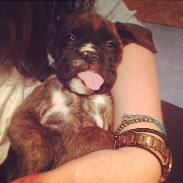 ¿Son los bóxer los peores perros del planeta?