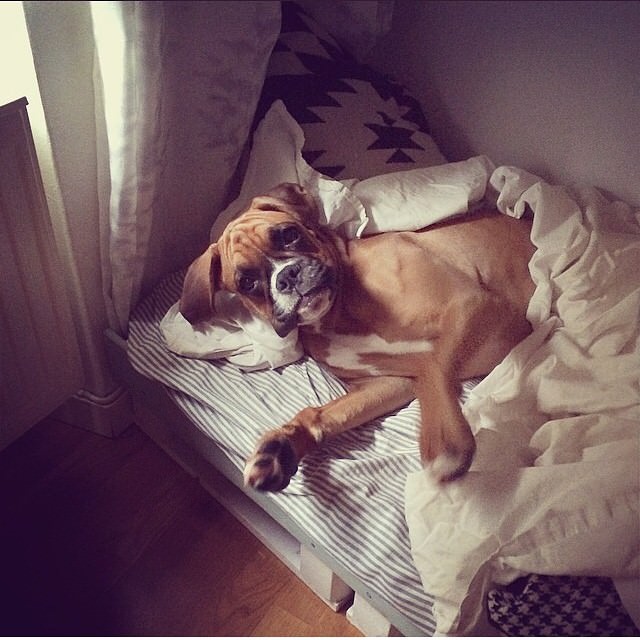 ¿Son los bóxer los peores perros del planeta?