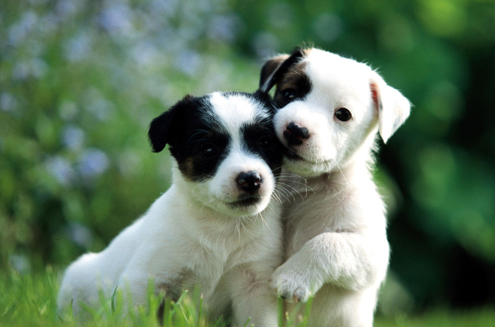 25 cachorritos dimintutos que llenarán de ternura tu corazón