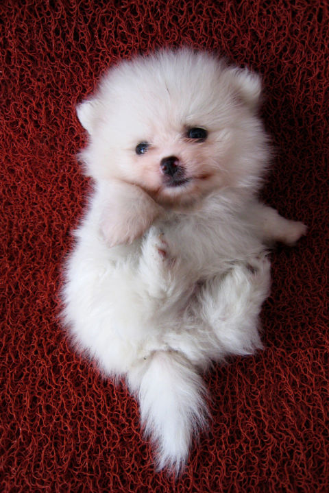 25 cachorritos dimintutos que llenarán de ternura tu corazón