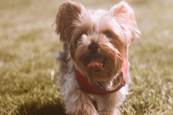 What is a miniature dog breed?