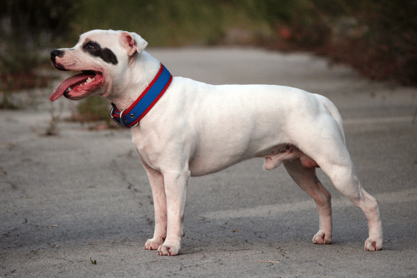 The terrier dog breed: Information, personality, care