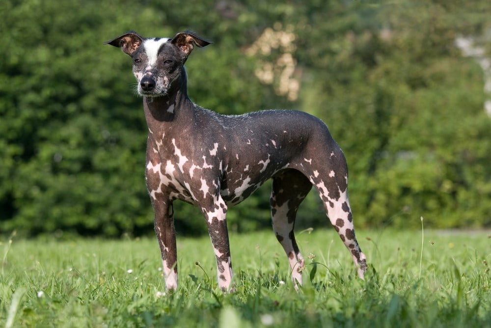 Cane senza pelo: come sceglierlo e come curarlo