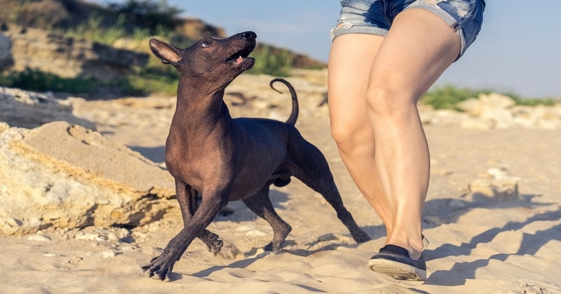 Cane senza pelo: come sceglierlo e come curarlo