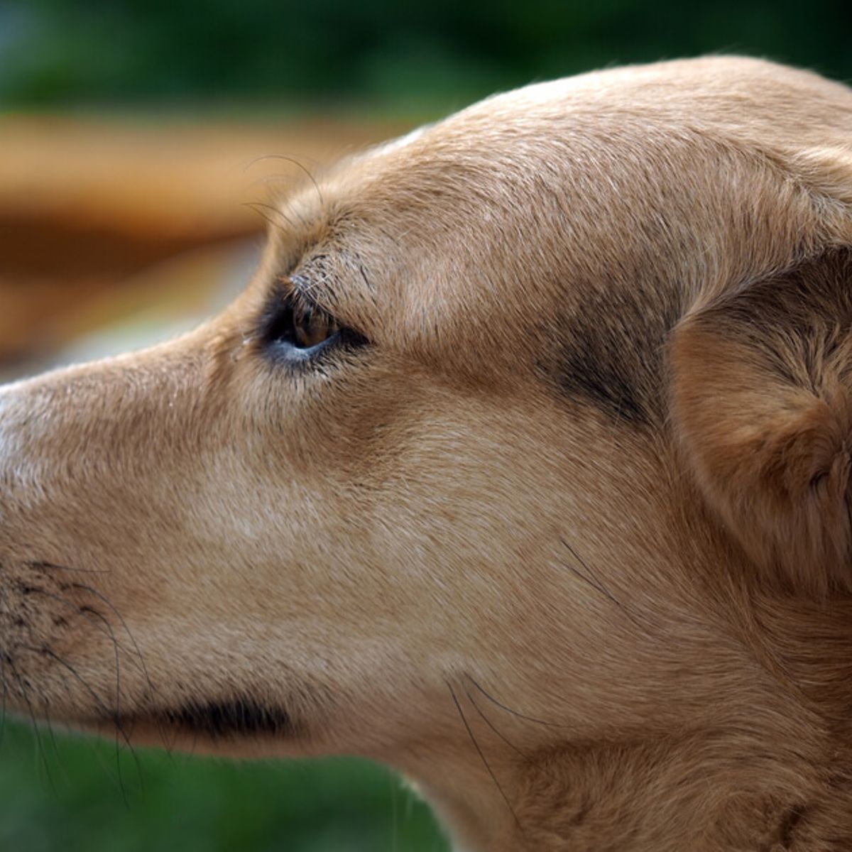 Que Les Pasa A Los Perros Cuando Comen Abejas