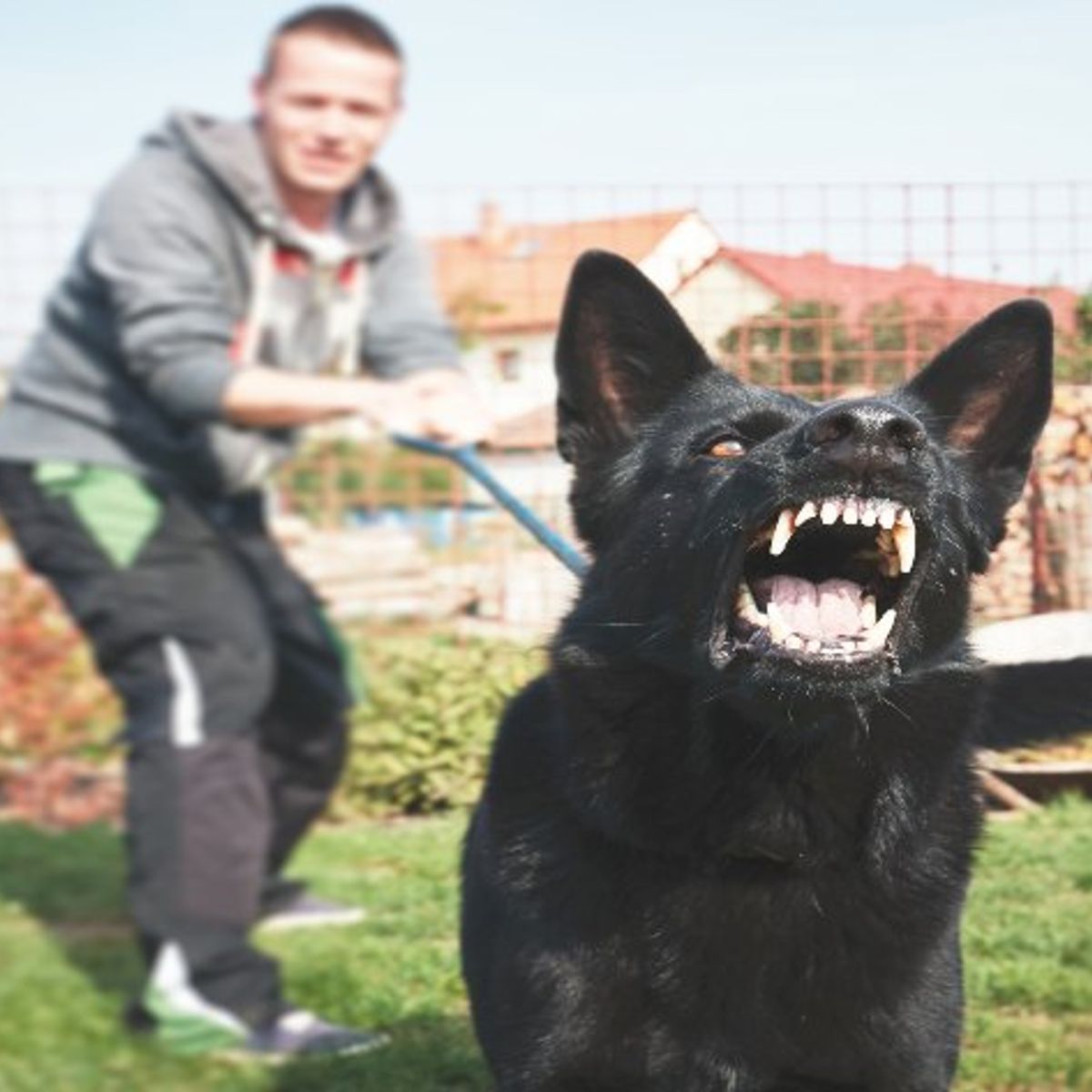 Cómo Evitas Que Un Perro Agresivo Te Ataque