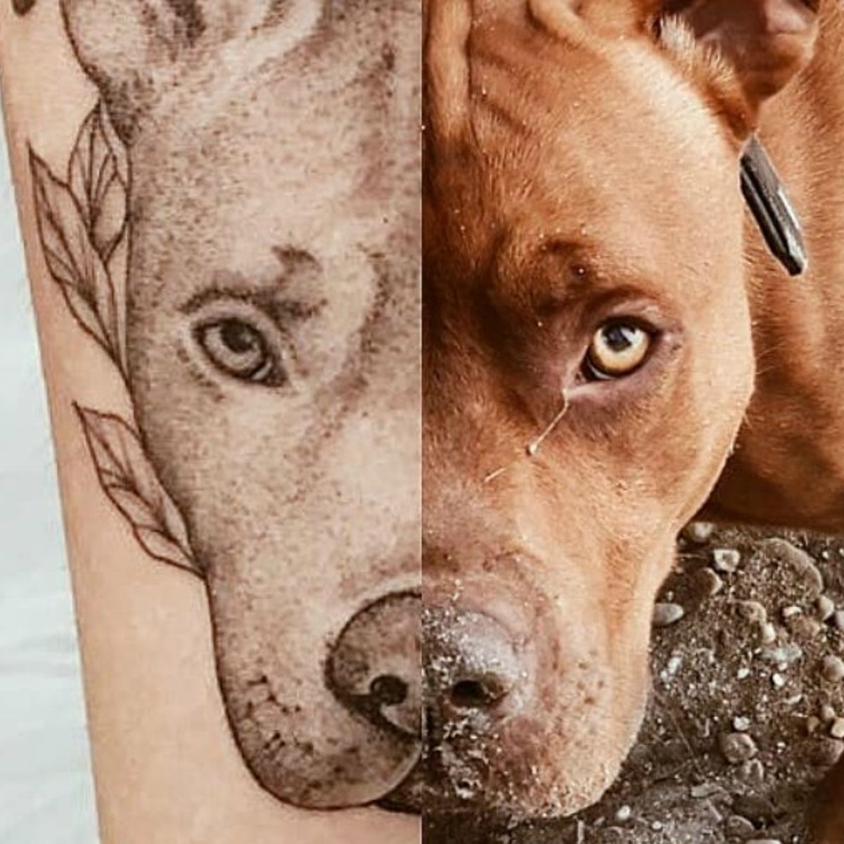 Kampfhunde Tattoos