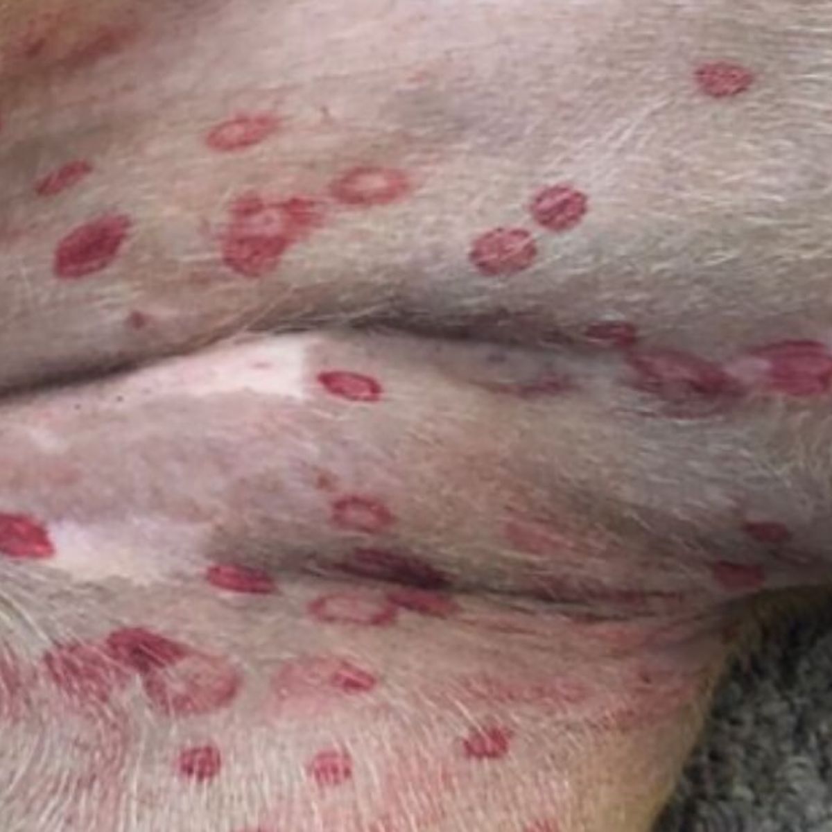 Red Ring Rash On Dog S Belly - Infoupdate.org
