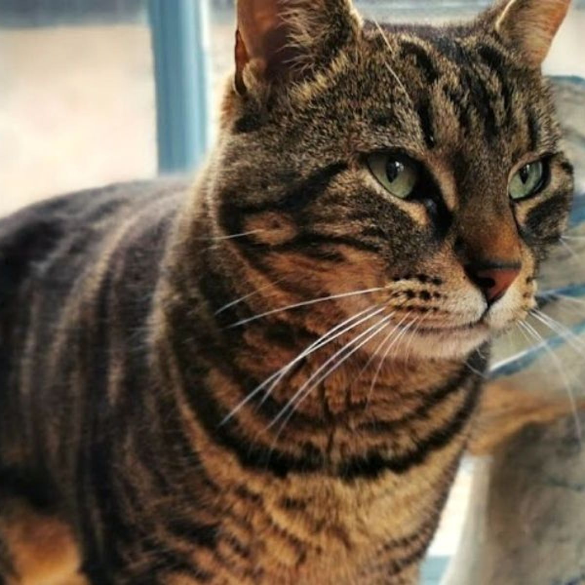 Schattige Bruine Tabby Kat Chausie: Alles Over Deze Hybride Kat Met