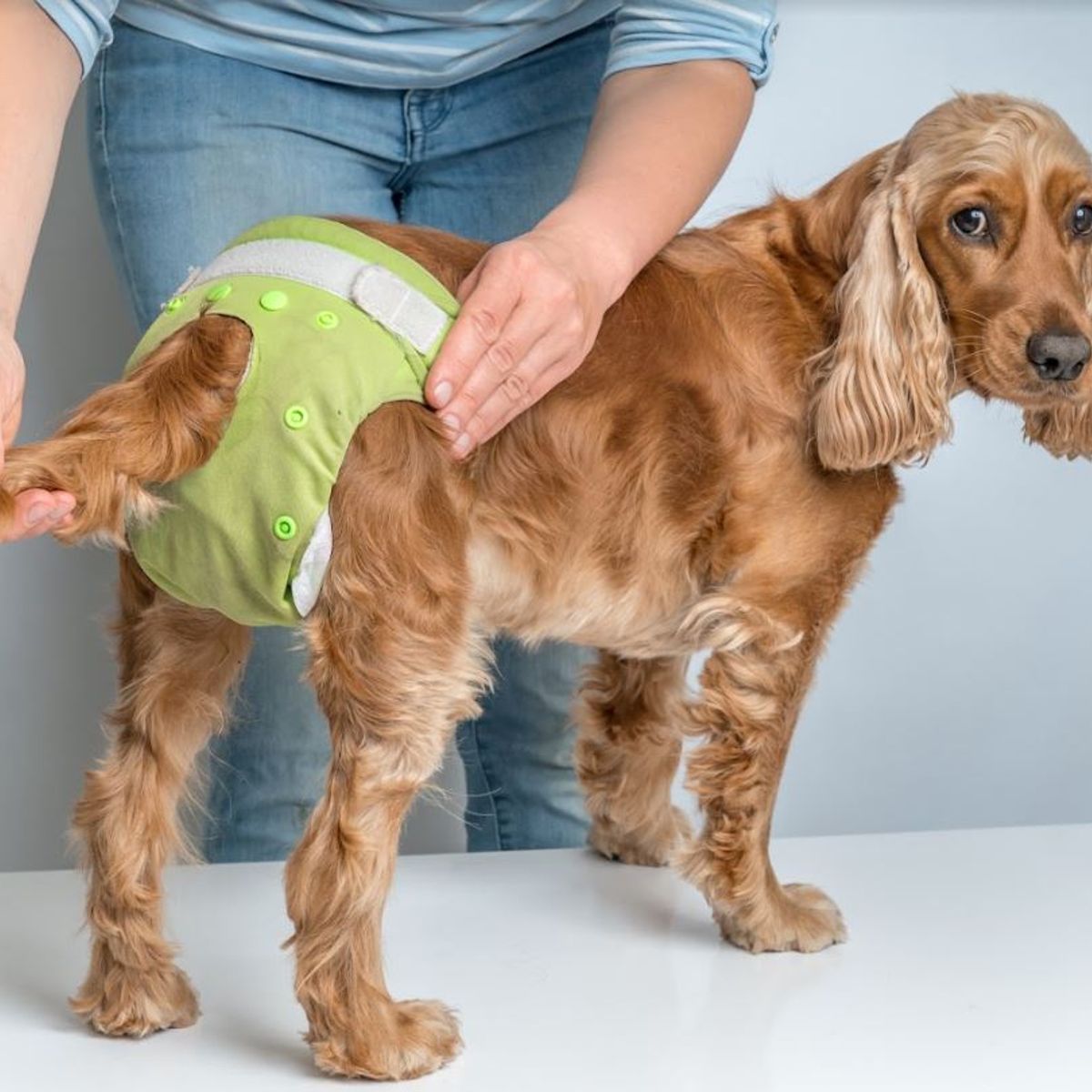 Dog nappies uk store