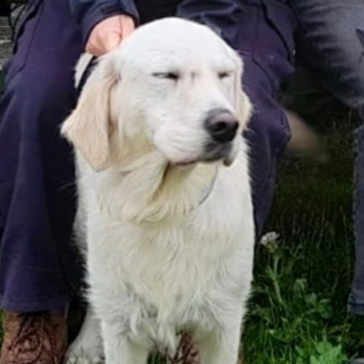 Que Tipo De Perro Es Dougal
