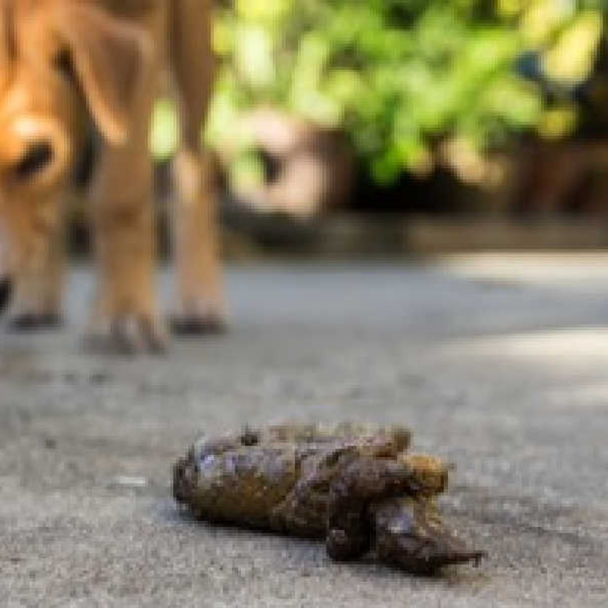 Por Qué Mi Perro De Repente Se Come La Caca