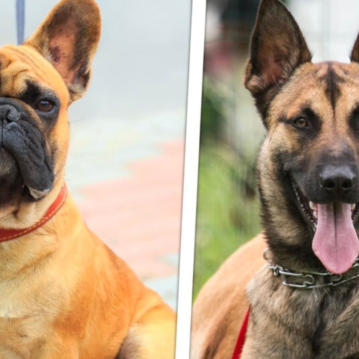 Mix Di Bulldog Francese Pastore Tedesco
