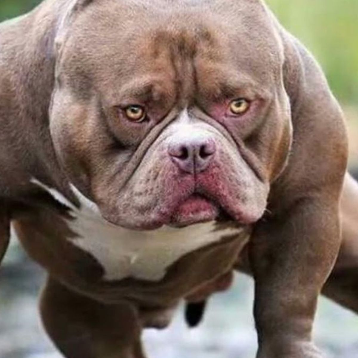 Cachorros De Bully Americano American Bully | Razas De Perro | Zooplus