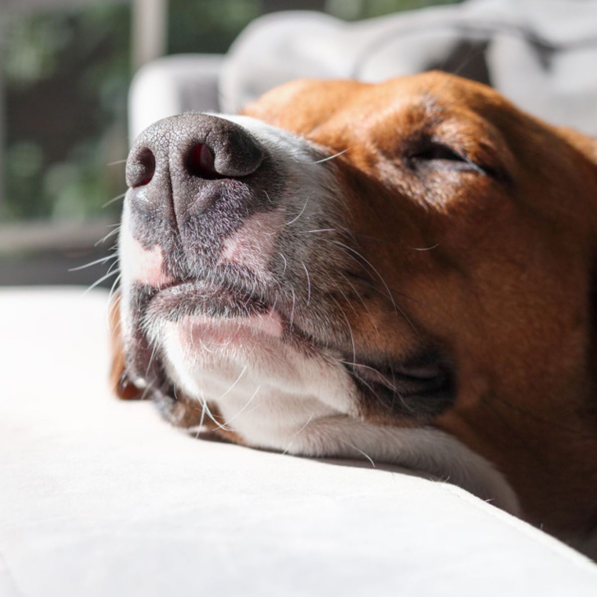 Castration Chien A Jeun Eau Online | varsana.com