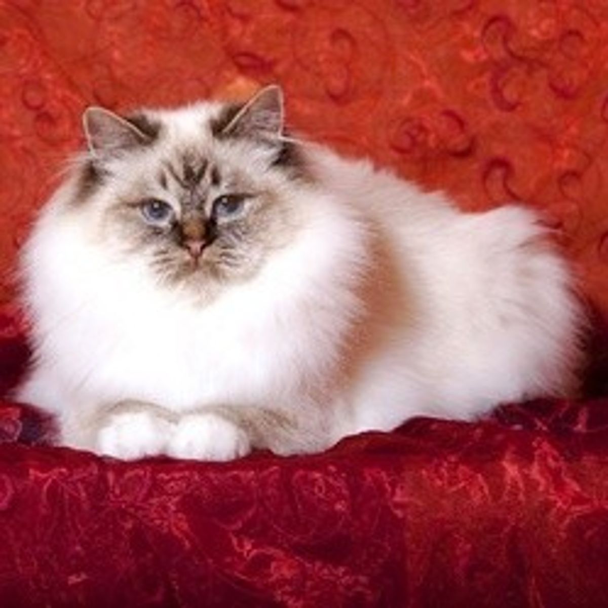 Chat Birman Rouge