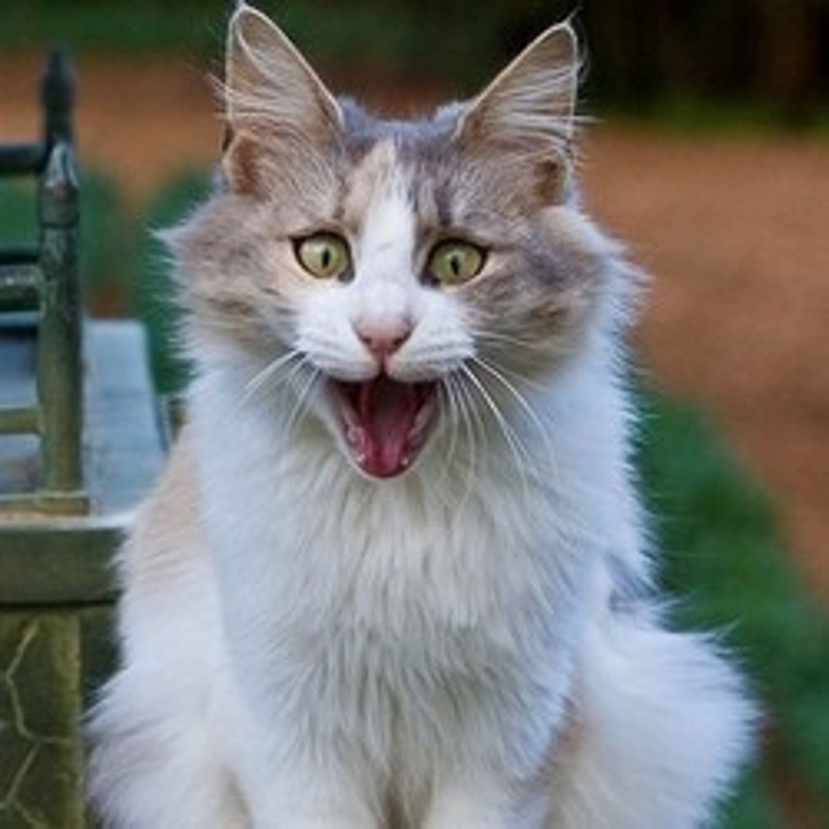 Photos De Chat Fou