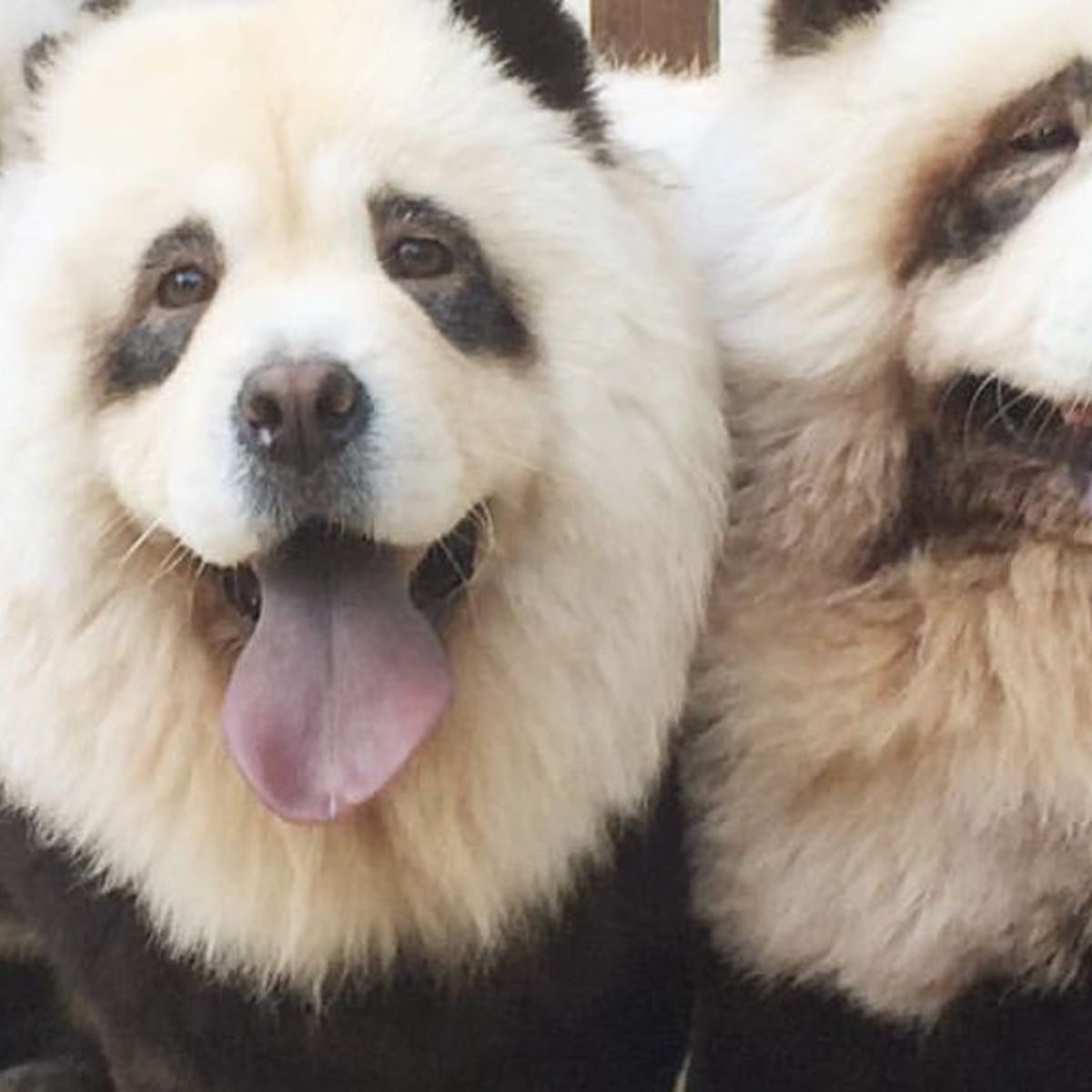 Chow Chow Panda WATCH: Did Chinese Cross Chow Chow Dog With Panda To