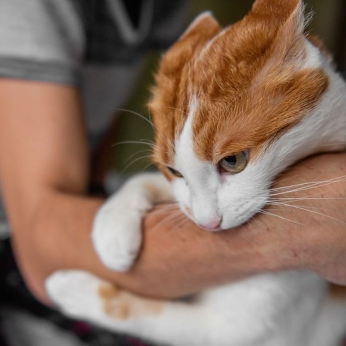Gato Estresado Qué Hacer Si Un Gato Está Estresado? Cómo Calmar A