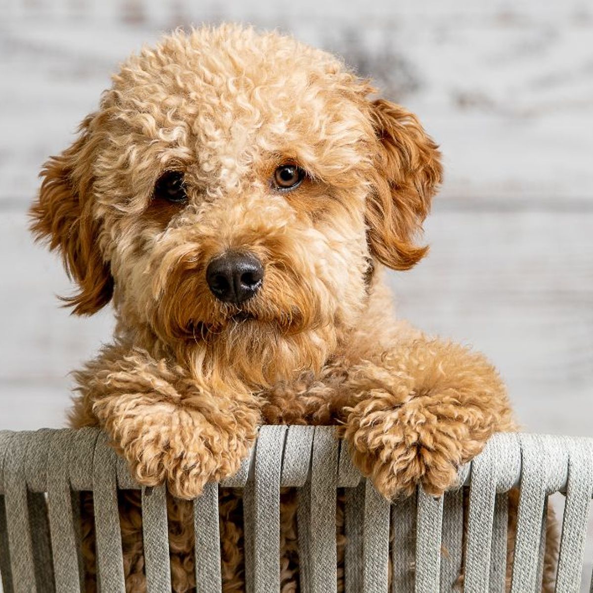 Rode Kleine Goldendoodle