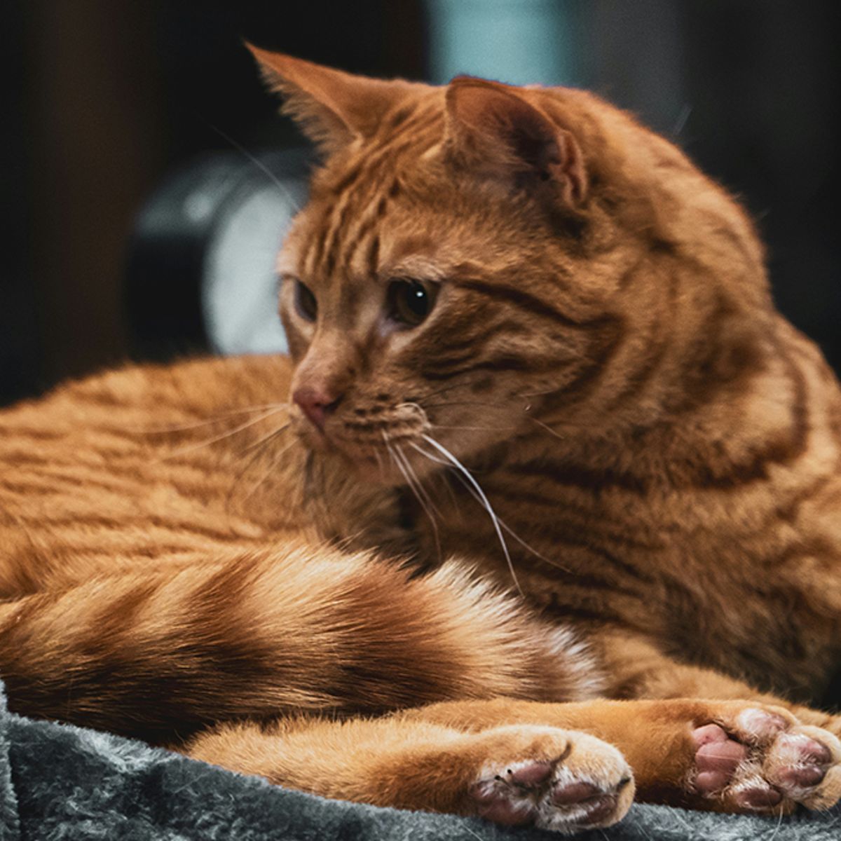 Tabby Katt Lifelike Sitting Cat Tabby : Amazon.co.uk: Garden