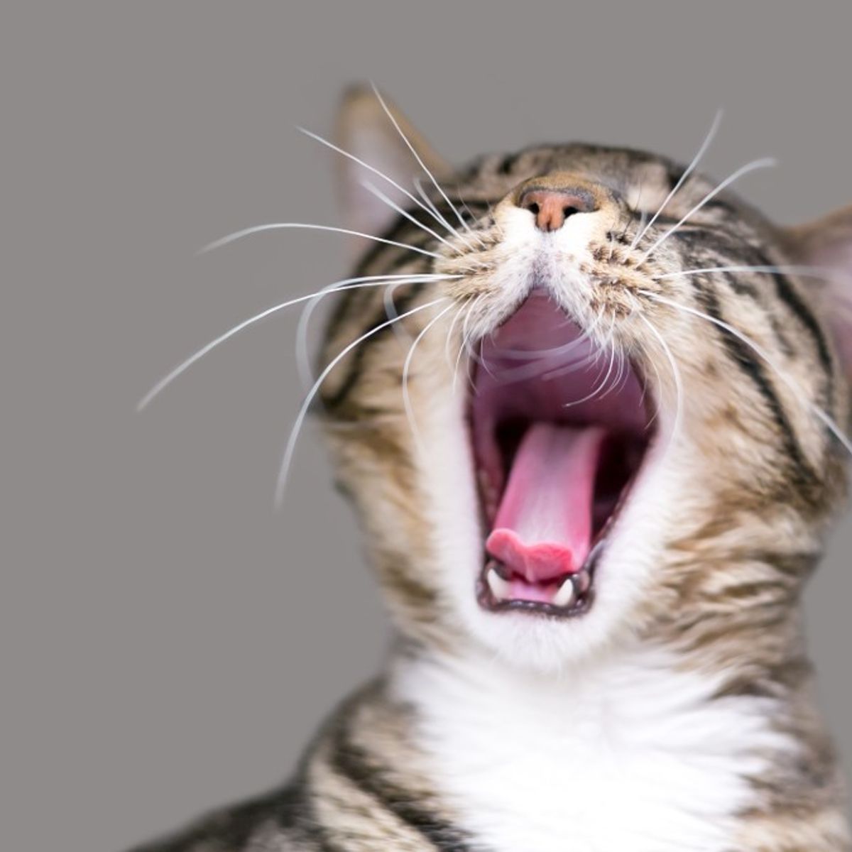 Anatomie Des Dents De Chat