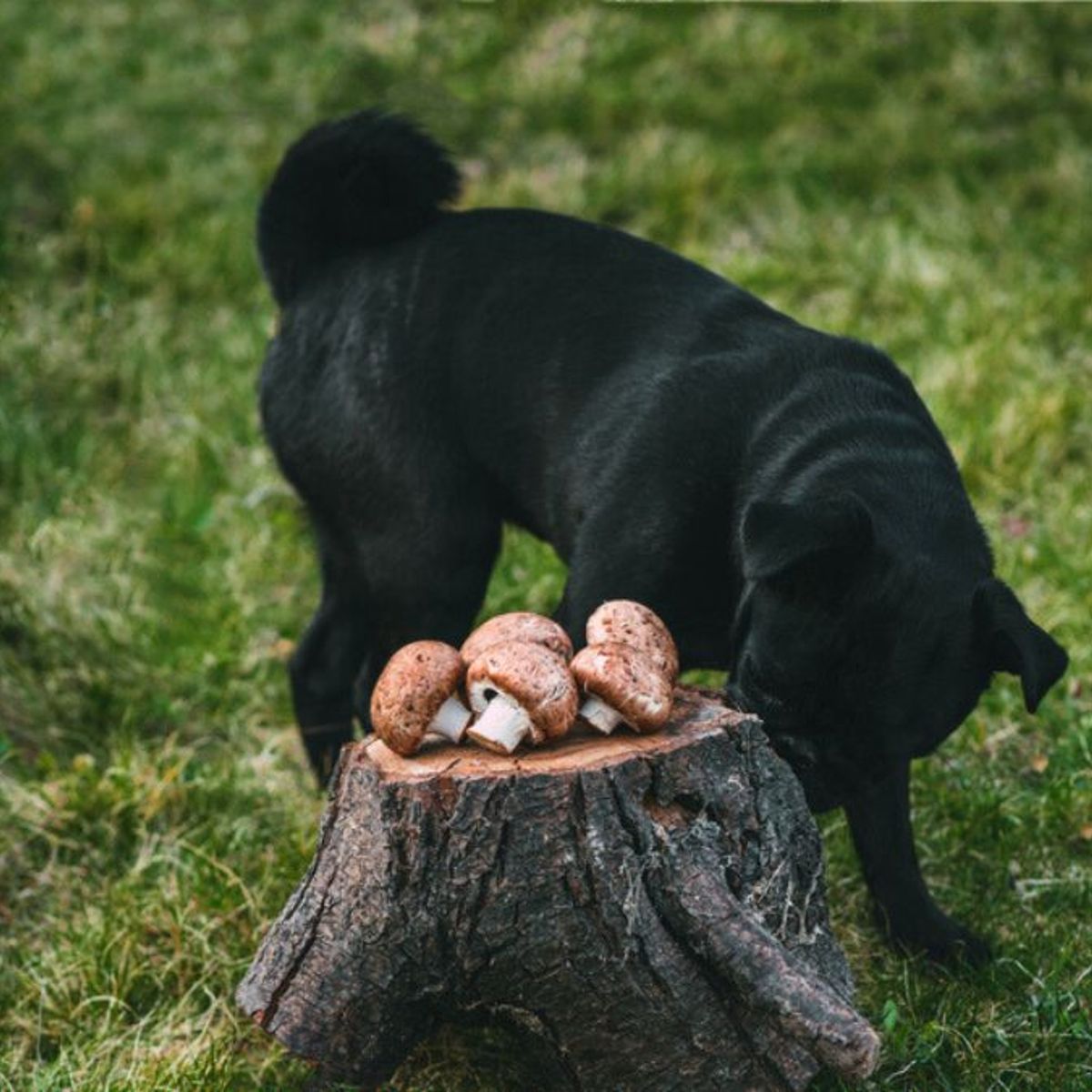Los Hongos Portobello Son Seguros Para Los Perros