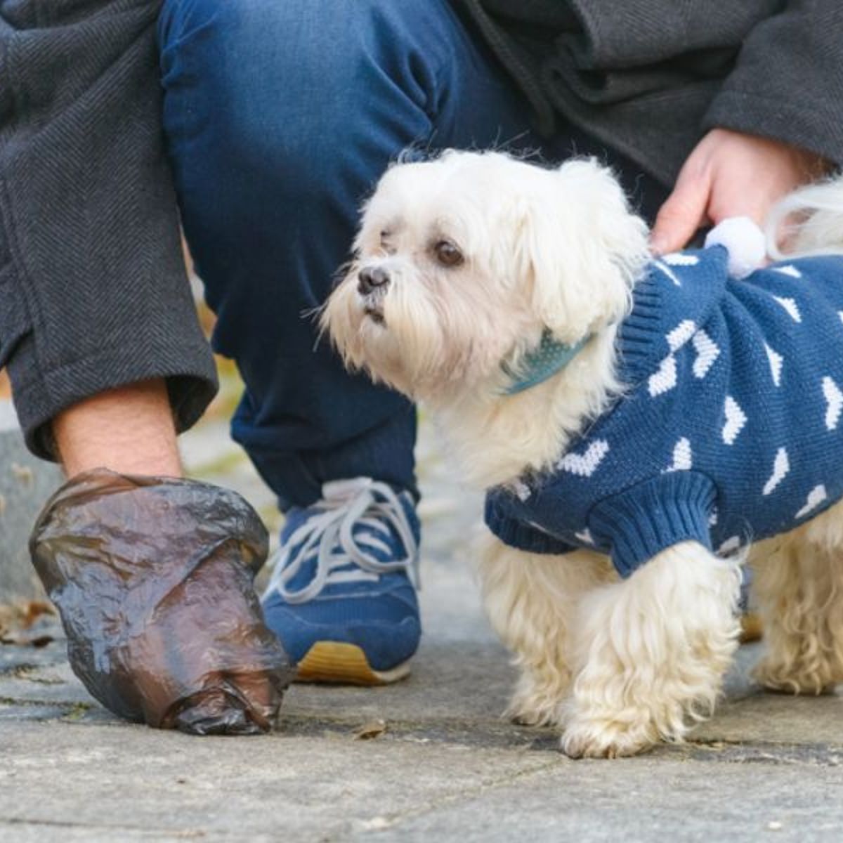 Es Malo No Recoger Caca De Perro