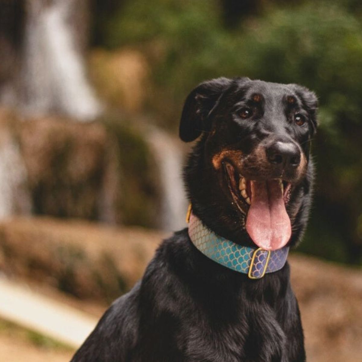 Lindos Perros Negros Y Marrones Nombres Para Perros Pinscher Machos Y