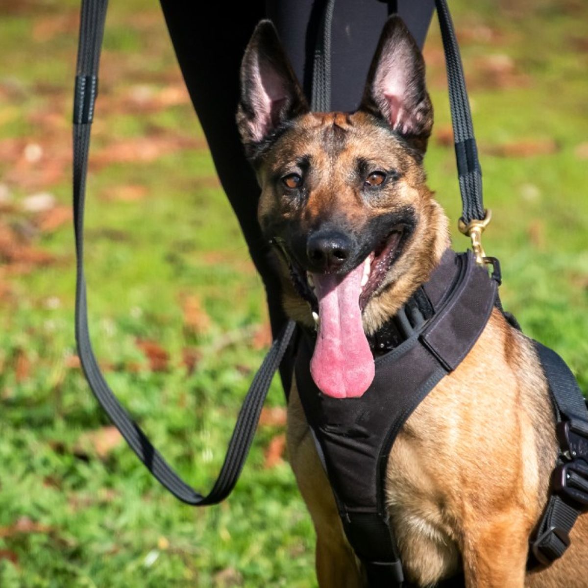 Tipos De Razas De Perros Policía La Historia De K9 Rony, El Perro