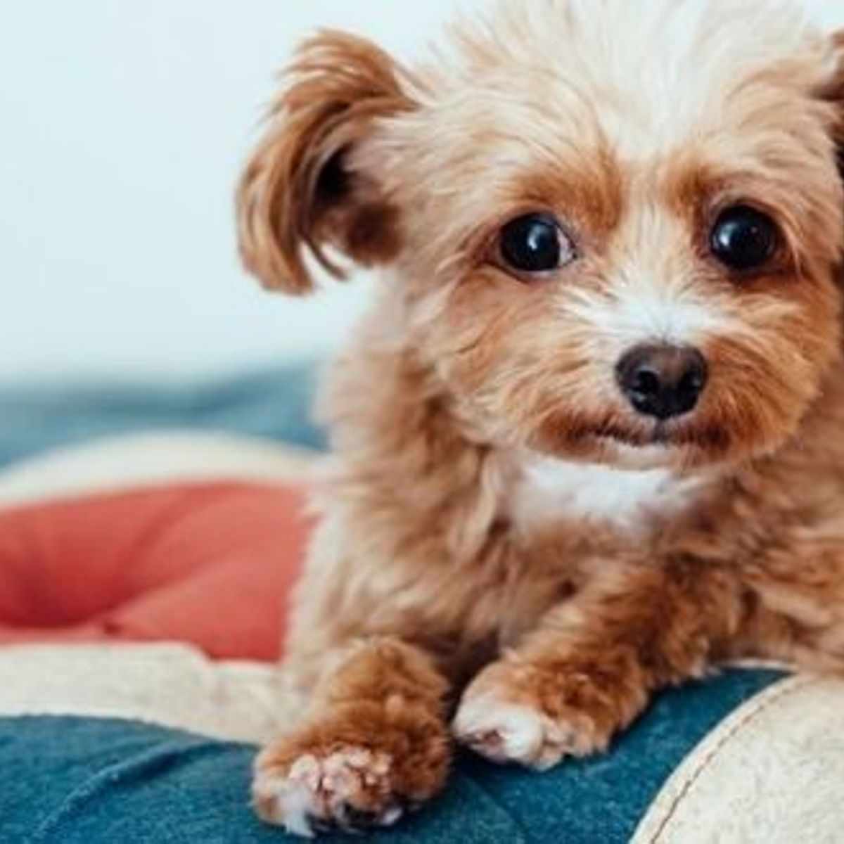 Jack Chien's Instagram, Twitter & Facebook on IDCrawl