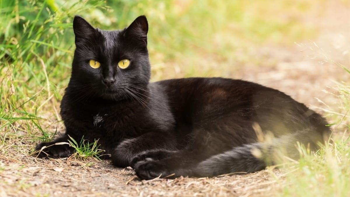 Bombay cat breed: personality, price, lifespan, size