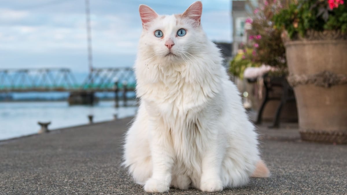 The Turkish Van: Information about this cat breed