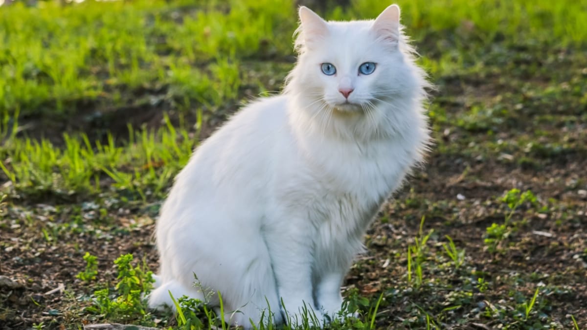 Turkish Angora cat breed information: Personality, lifespan, price