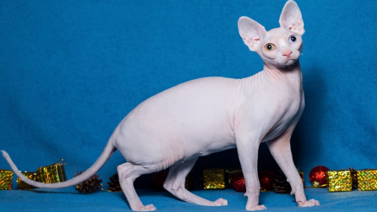 Kot sfinks kanadyjski : cena, charakter, opis