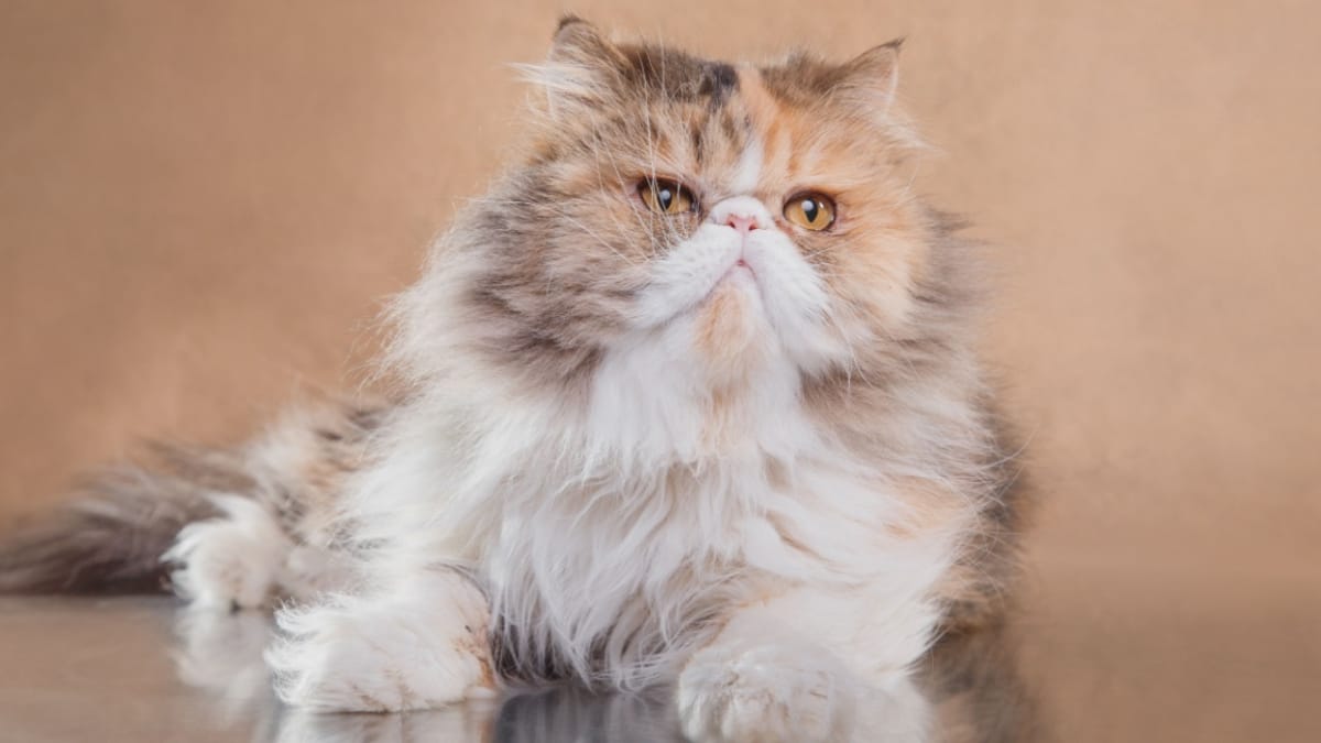 The Persian cat breed information: Personality, price, lifespan