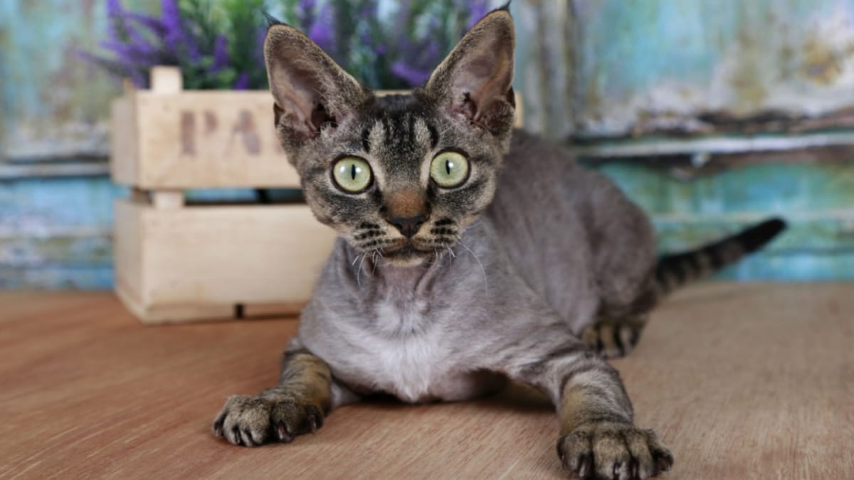 Devon Rex cat and kitten: Price, personality, lifespan, health issues