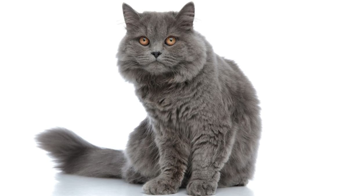 The British Longhair: Information about the cat breed