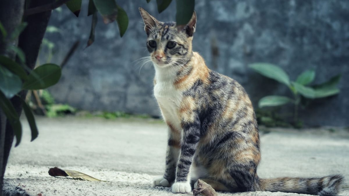 The Javanese cat: Information about this cat breed