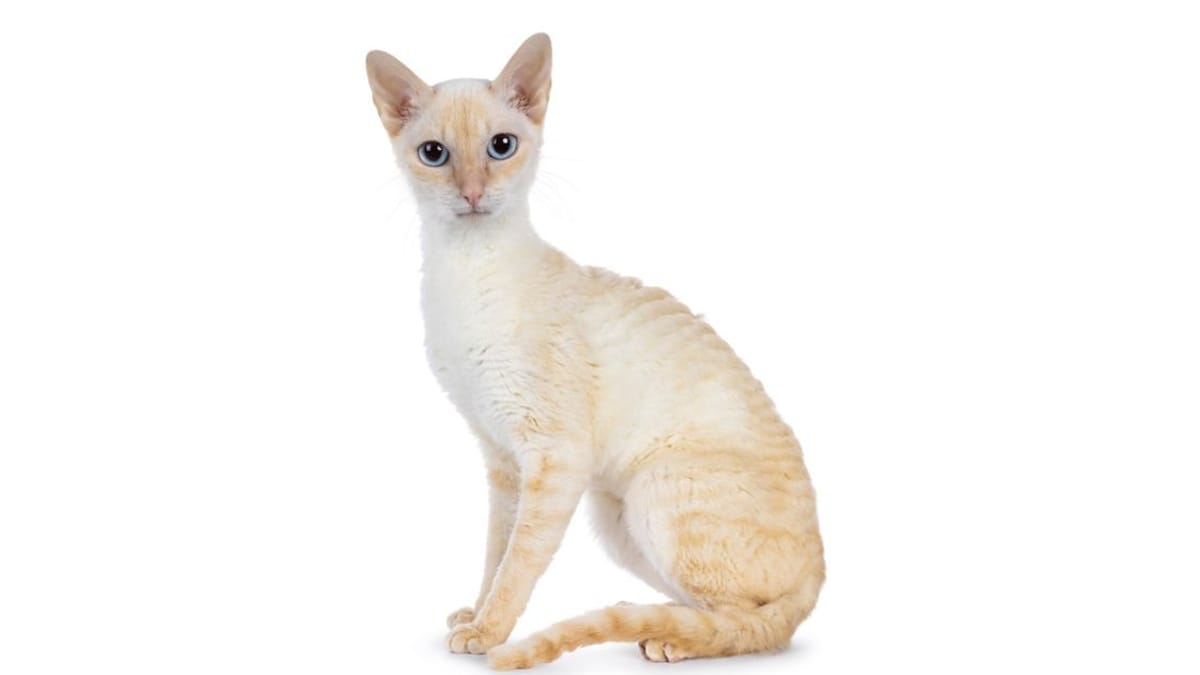 German Rex: todo lo que debes saber sobre esta raza