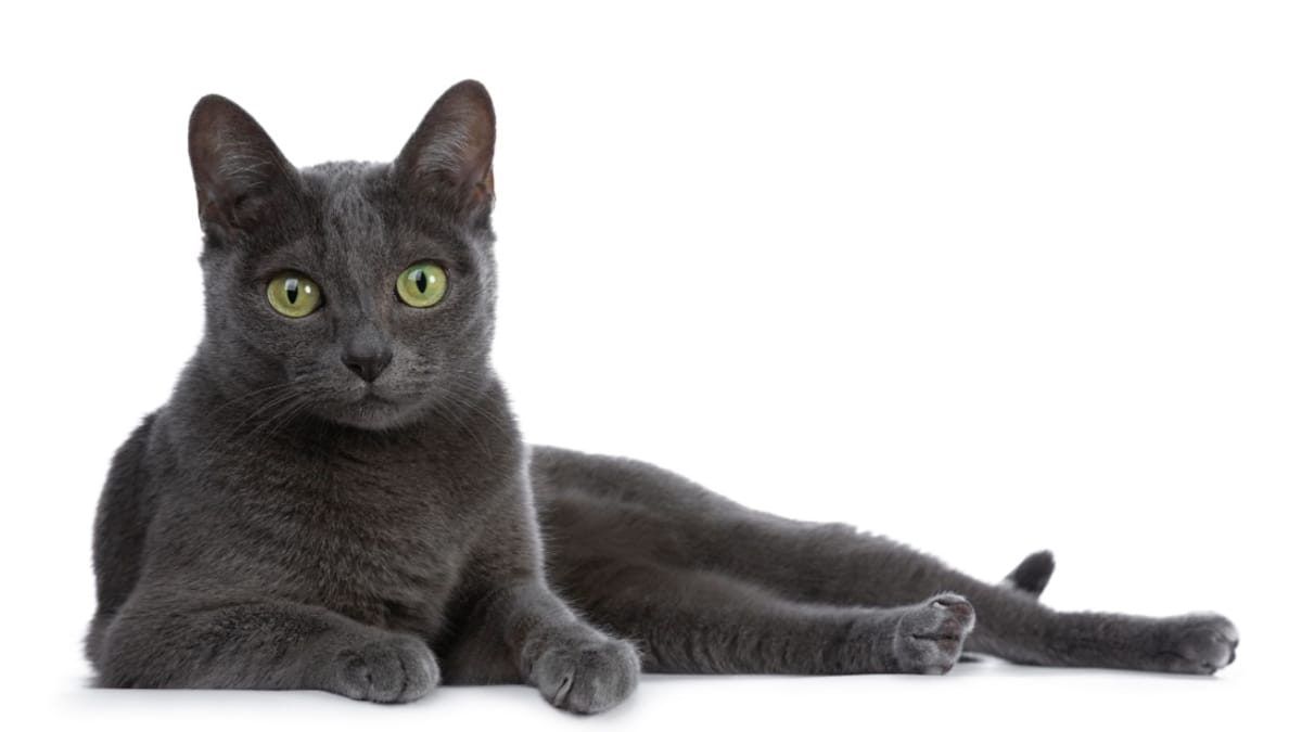 The Korat: Information about this blue cat breed