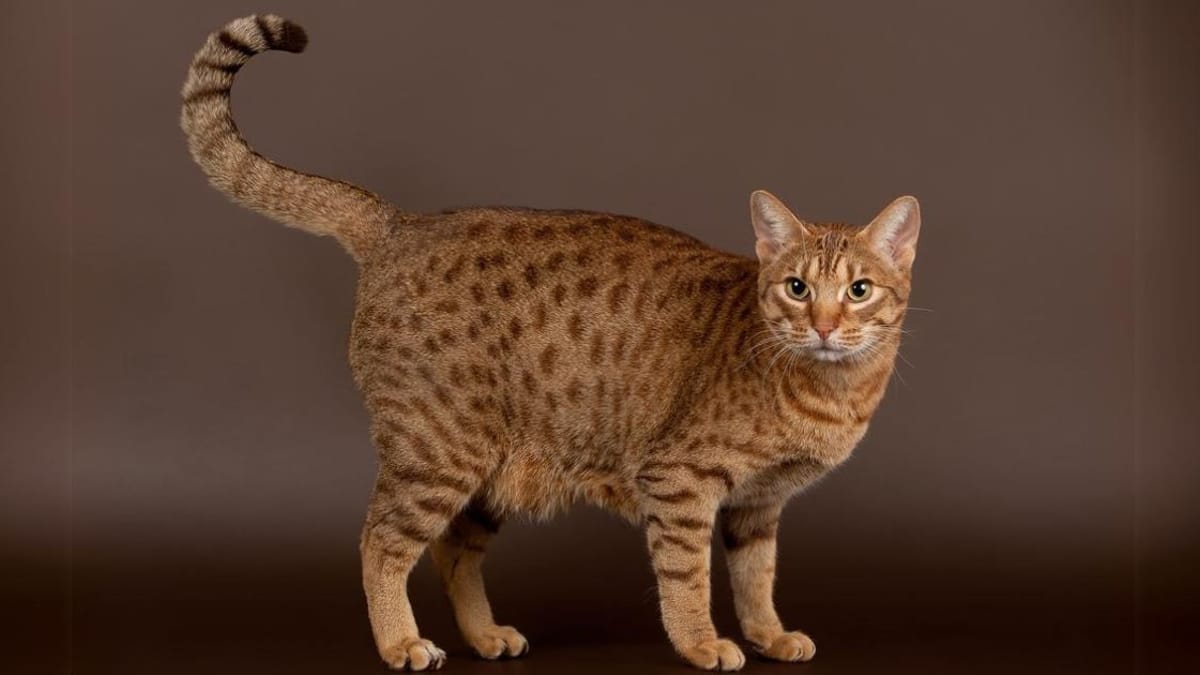 The Ocicat: Information about this domestic breed