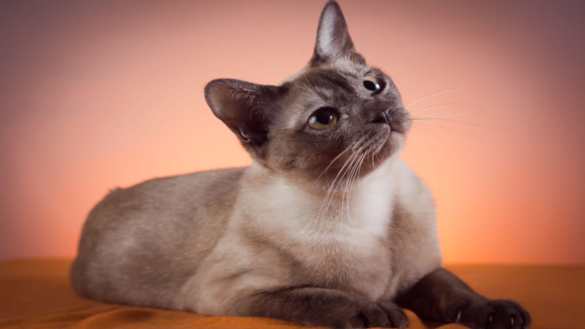 The Tonkinese: Information about this cat breed