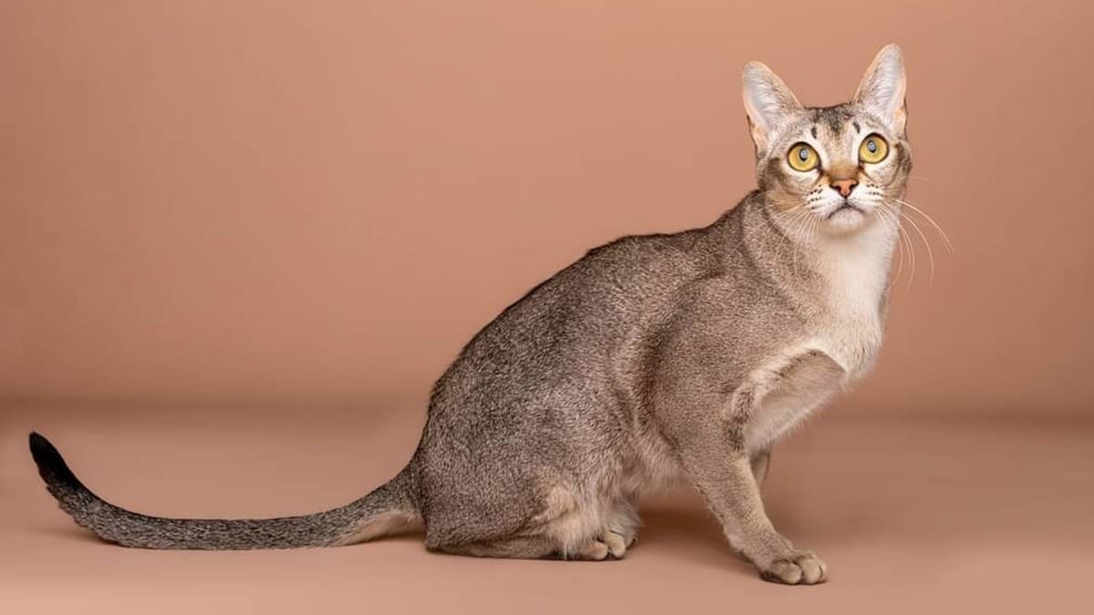 The Ceylon cat: Information about this cat breed