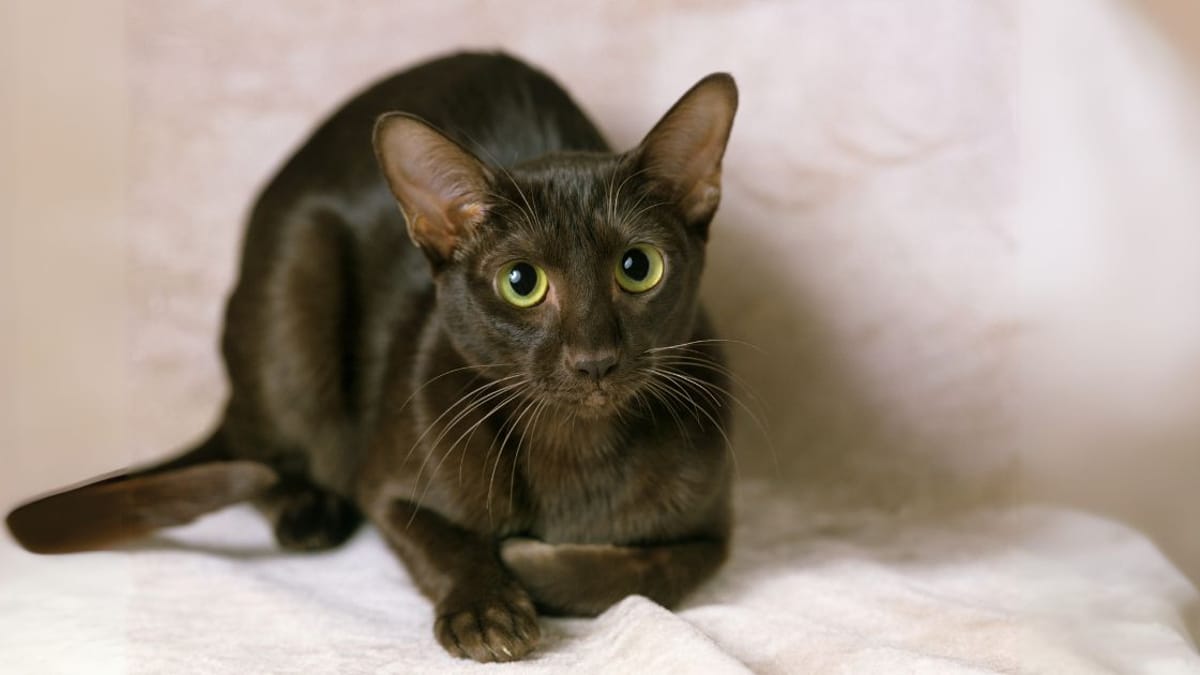 The Havana brown: Information about this brown cat breed