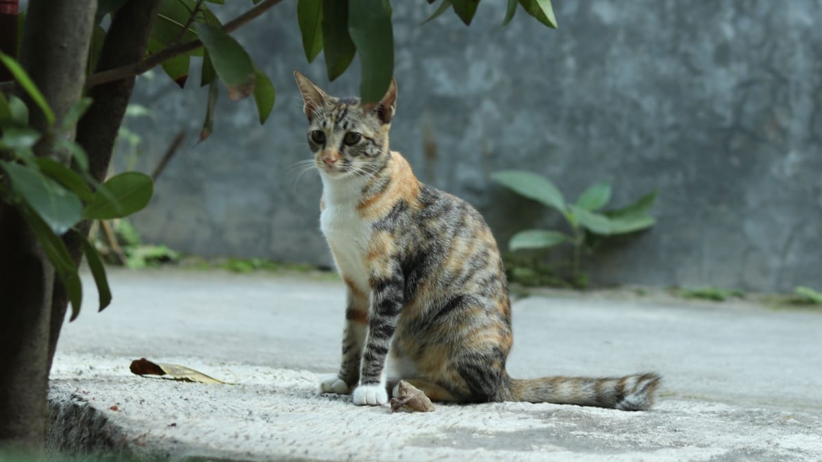 Javanés: todo lo que debes saber sobre esta raza