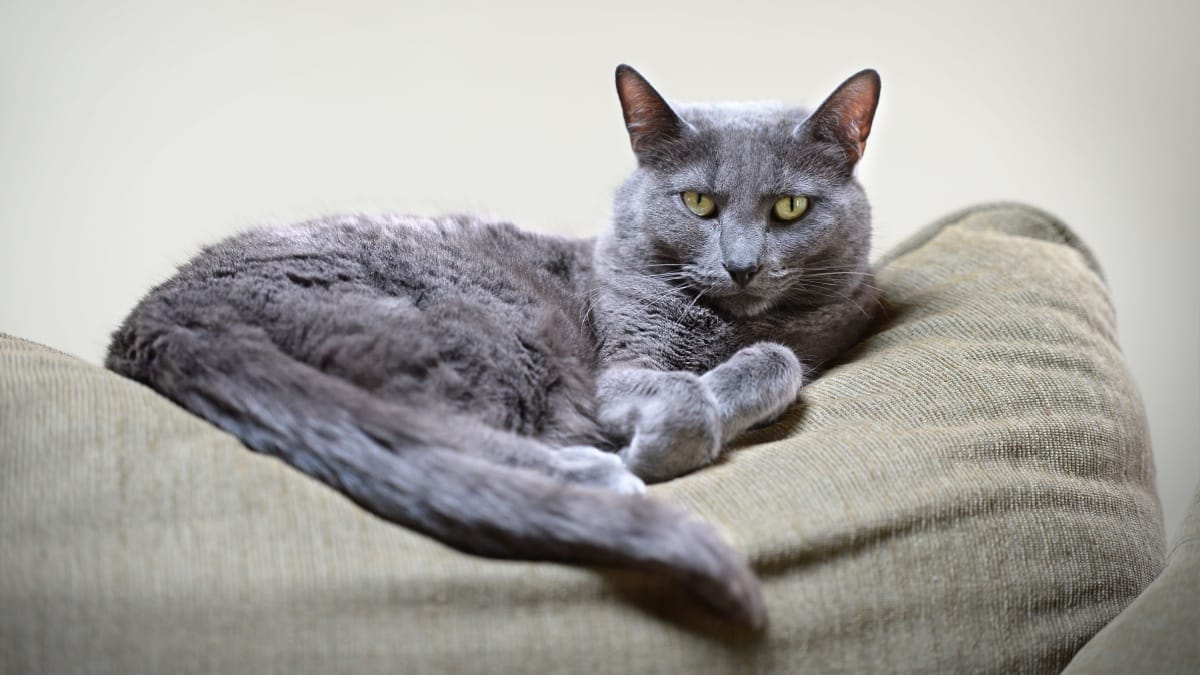 The Korat: Information about this blue cat breed