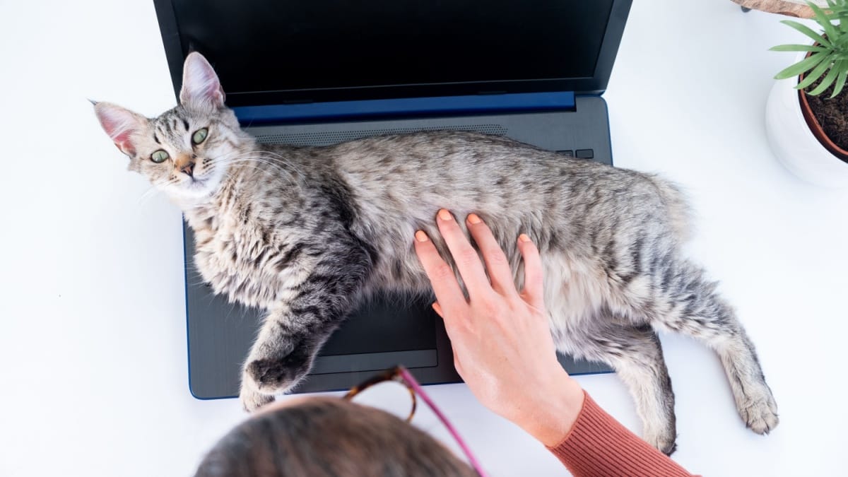 Pixie Bob Katze Bobcat Hybride Kitten Pixie Bobcat Deze Katten